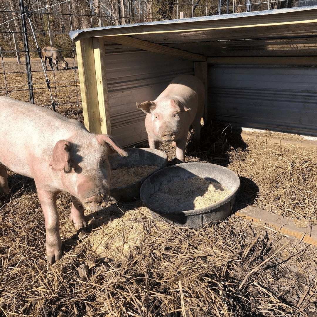 How A Three Species Rotation Is Helpful To The Environment - What The Farm