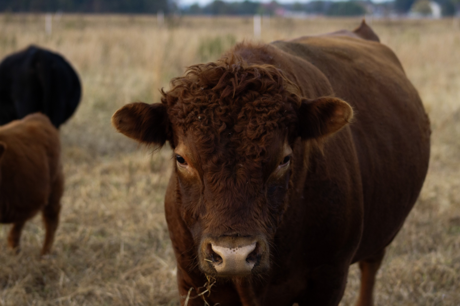 5 Reasons: Irish Dexter Cattle For Our Regenerative Farm